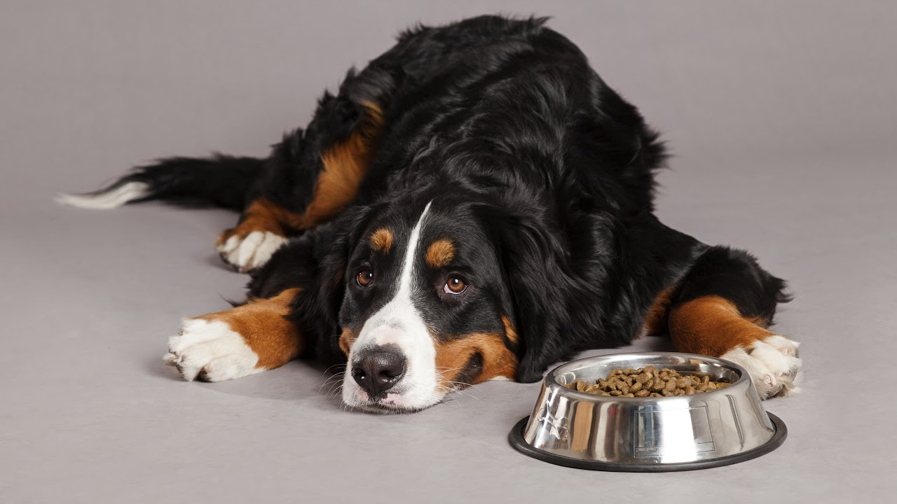 10 Tips To Save Money On Dog Food In The UK Extreme Couponing UK 10-tips-to-save-money-on-dog-food-in-the-uk-extreme-couponing-uk